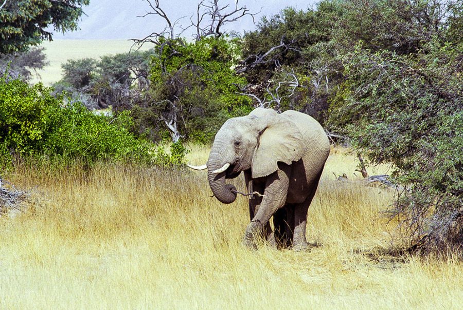 Namibie - Les insectes - Carnets de voyages